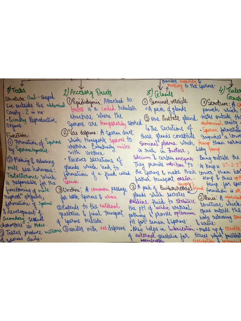 Male Reproductive System Pdf