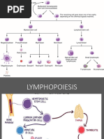 Lymphocyte Morphology | PDF | Lymphocyte | Medical Specialties