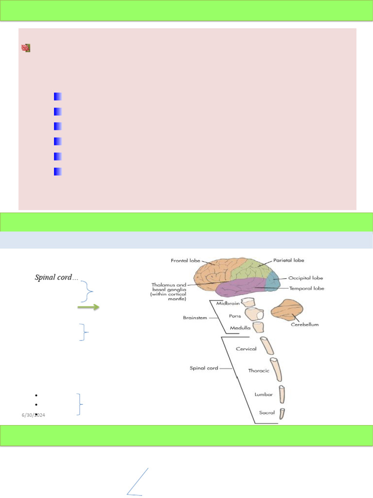 Session 14-2 CNS | PDF | Central Nervous System | Basal Ganglia