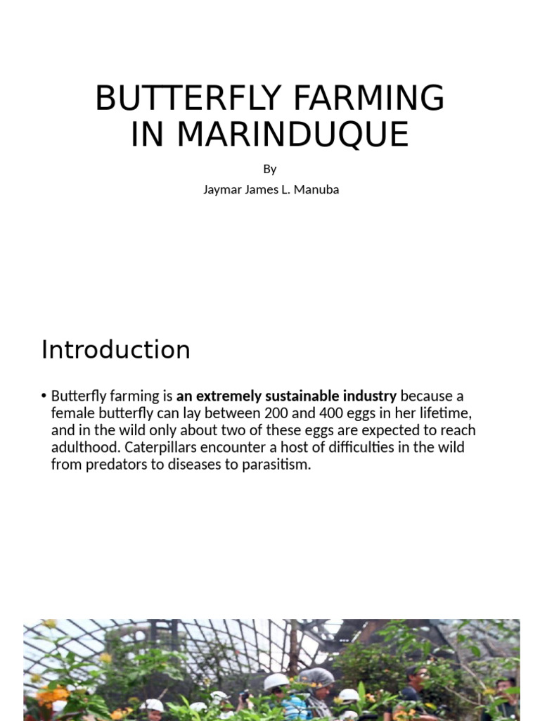 Marinduque: Butterfly Farming Insights | PDF