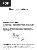 Nervous System - Notes | PDF | Nerve | Nervous System