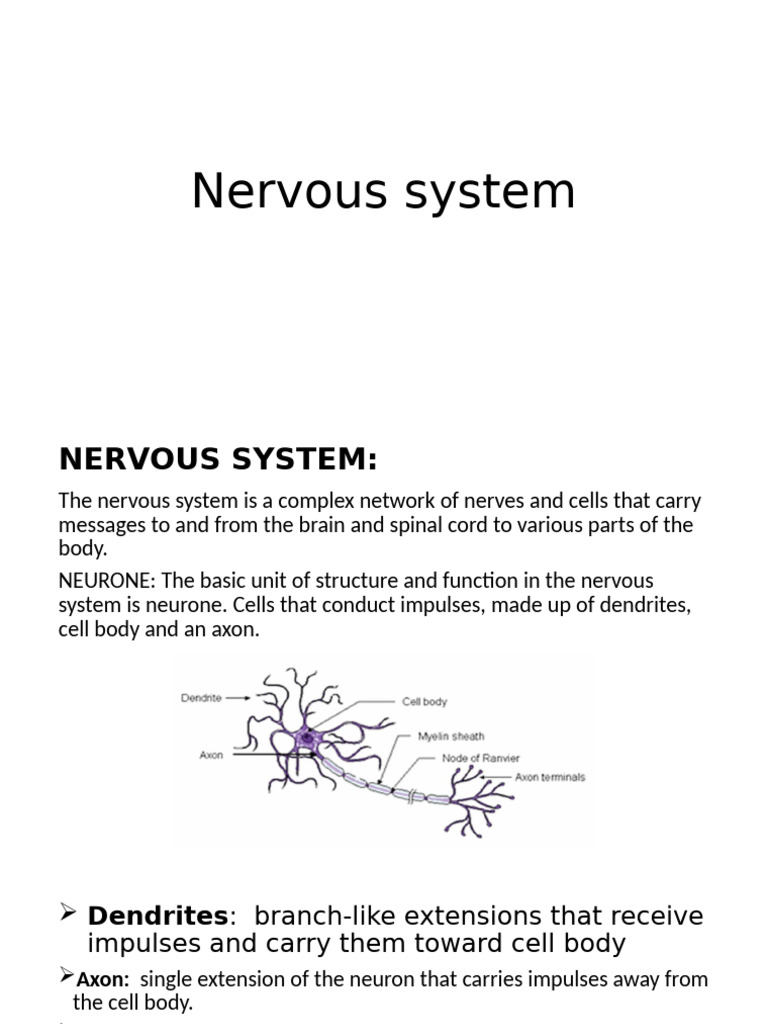 Nervous System Overview | PDF | Neuron | Nervous System