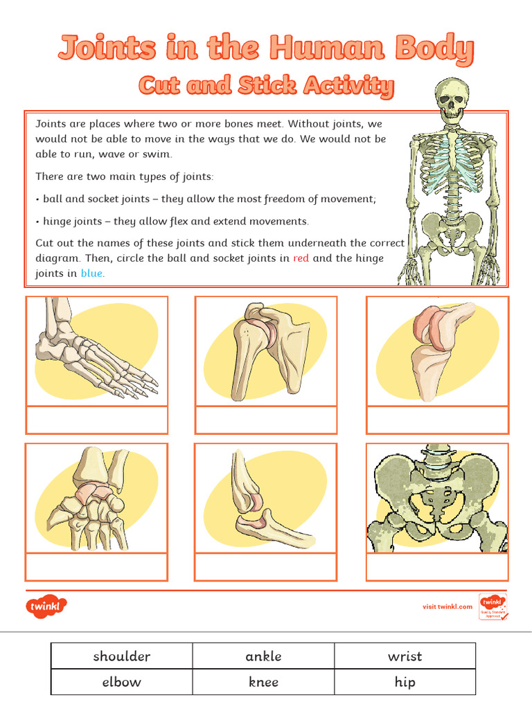 Homework - Types of Joints Matching Activity Worksheet | PDF