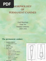 Canine Tooth Anatomy Overview | PDF | Dental Anatomy | Tooth