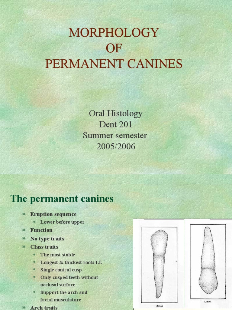 Morphology OF Permanent Canines: Oral Histology Dent 201 Summer ...