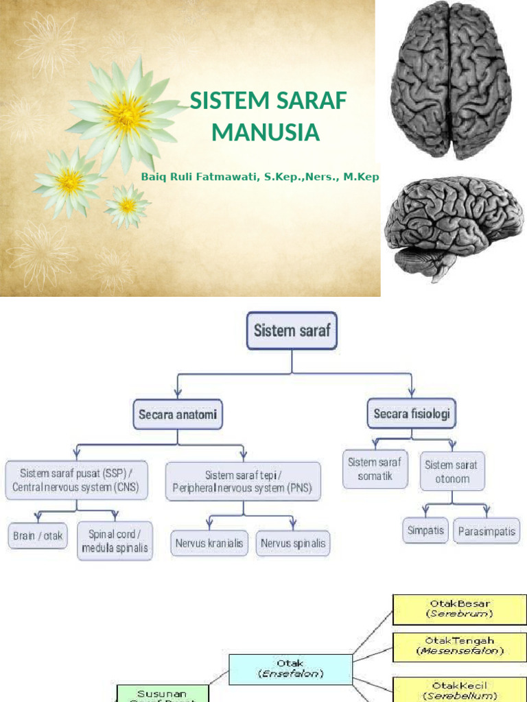 3b. ANATOMI DAN FISIOLOGI SISTEM SARAF MANUSIA | PDF