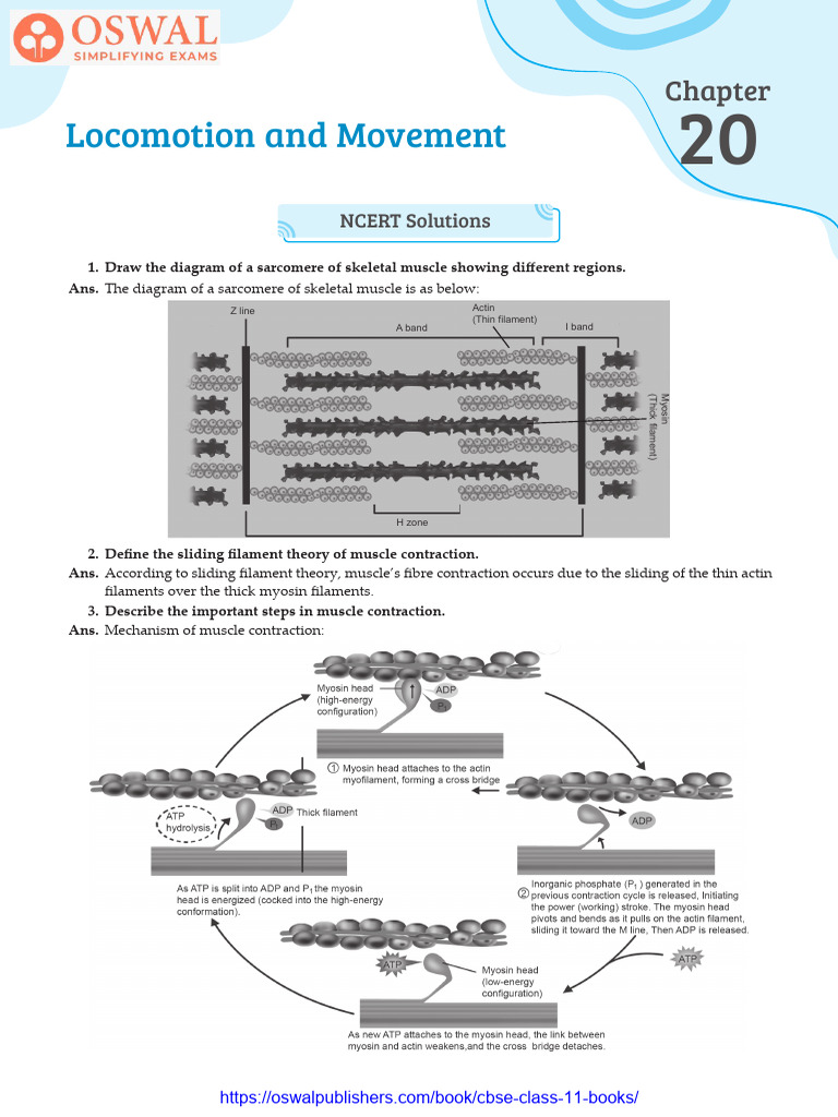 Sliding Filament Theory in Muscle Contraction | PDF | Muscle ...