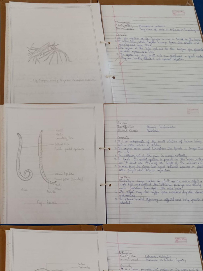 12th Practical Spotting | PDF