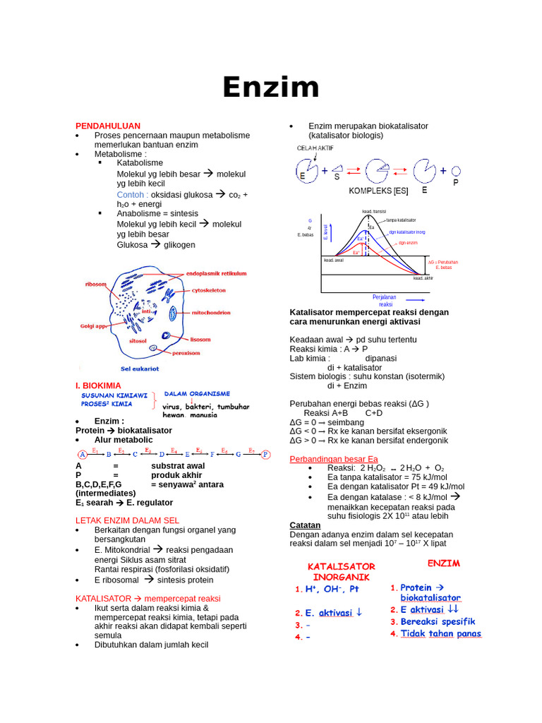 Enzim | PDF