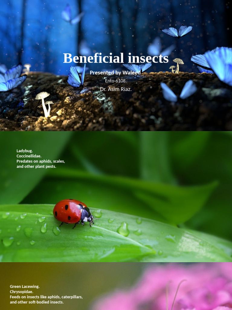 Beneficial Insects Overview | PDF | Insects | Beetle