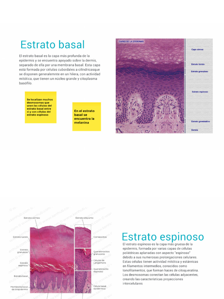 Epidermis - Alexa Santana Alarcón | PDF