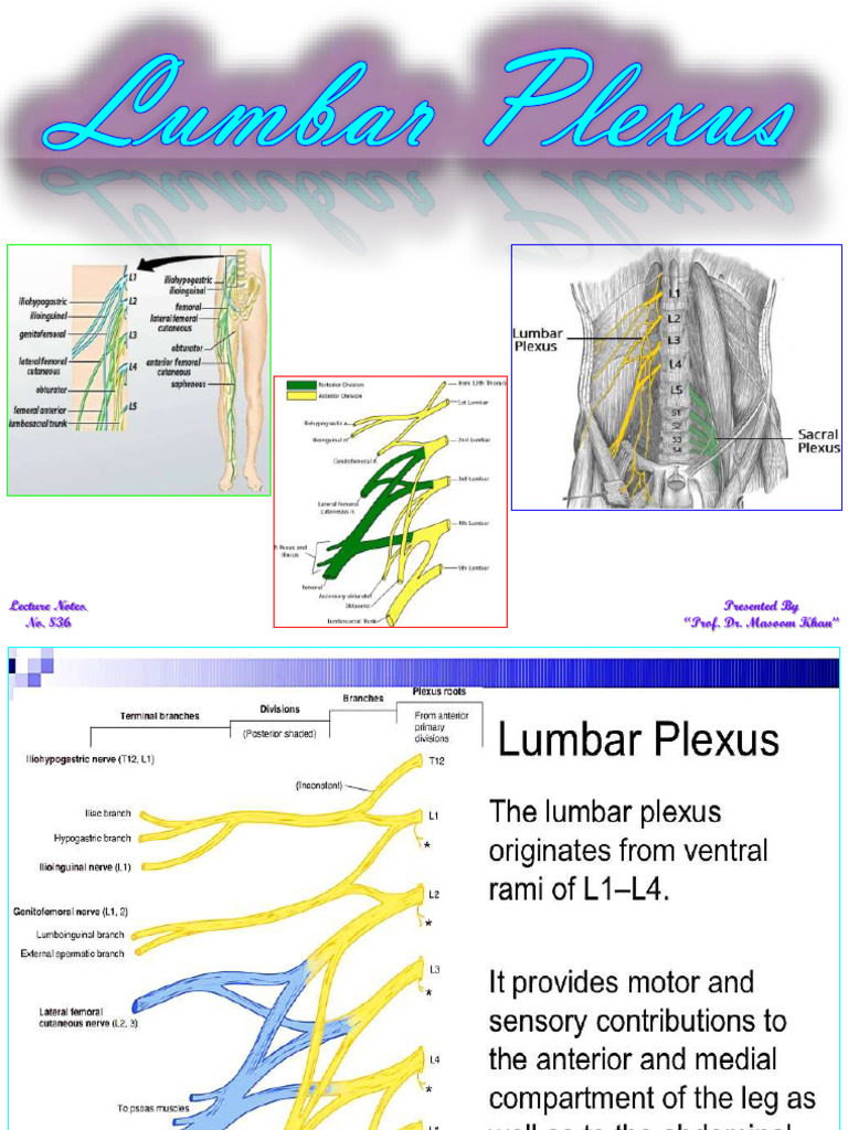 Lumbar Plexus | PDF