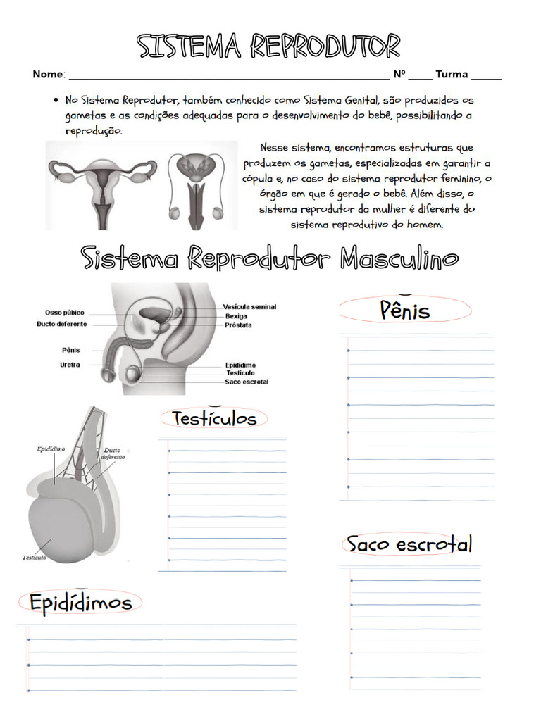 Atividade Sistema Reprodutor Masculino | PDF | Ciências e Matemática