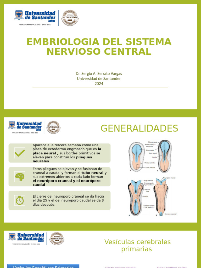 Embriologia Del Sistema Nervioso Central | PDF | Cerebelo | Sistema ...