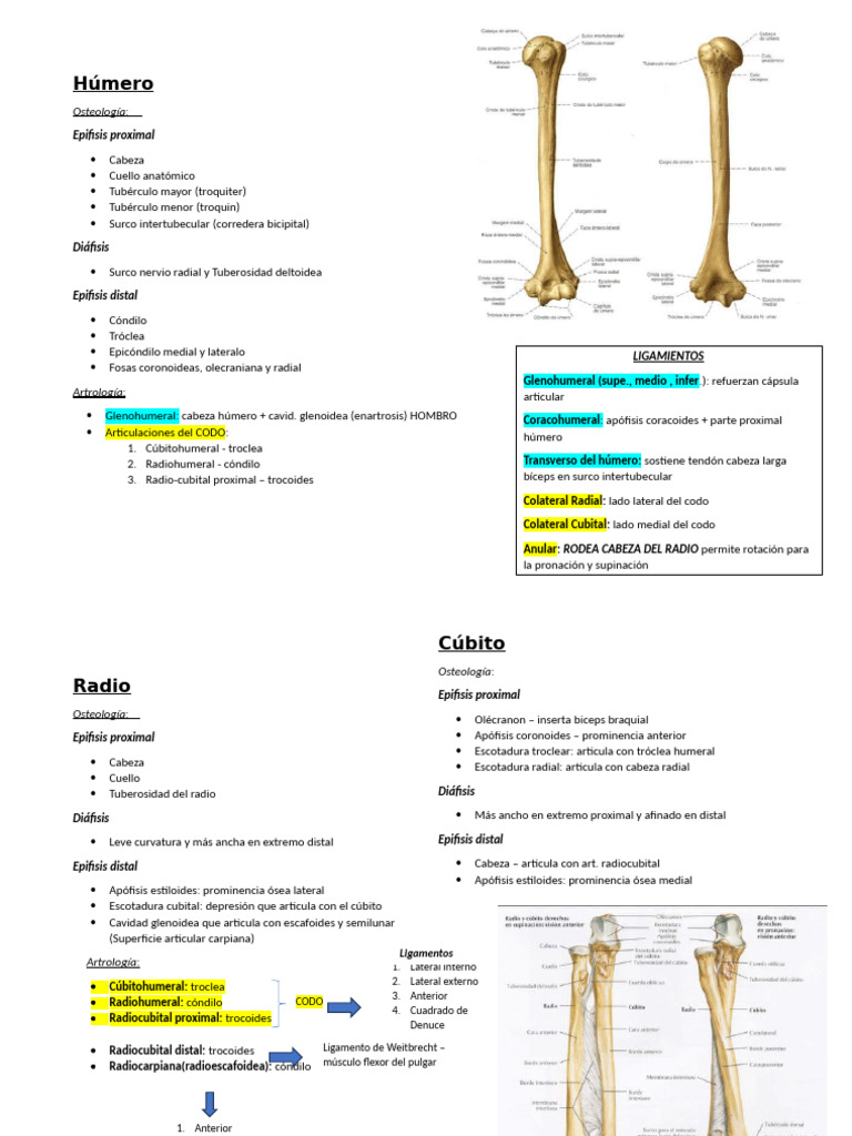 Anatomía y ligamentos del húmero | PDF | Codo | Sistema esquelético