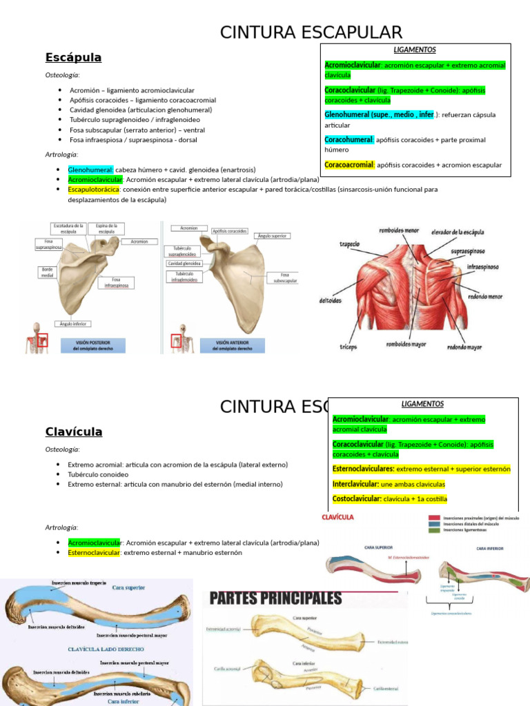 Apuntes Cintura Escapular | PDF | Extremidades (anatomía) | Articulaciones