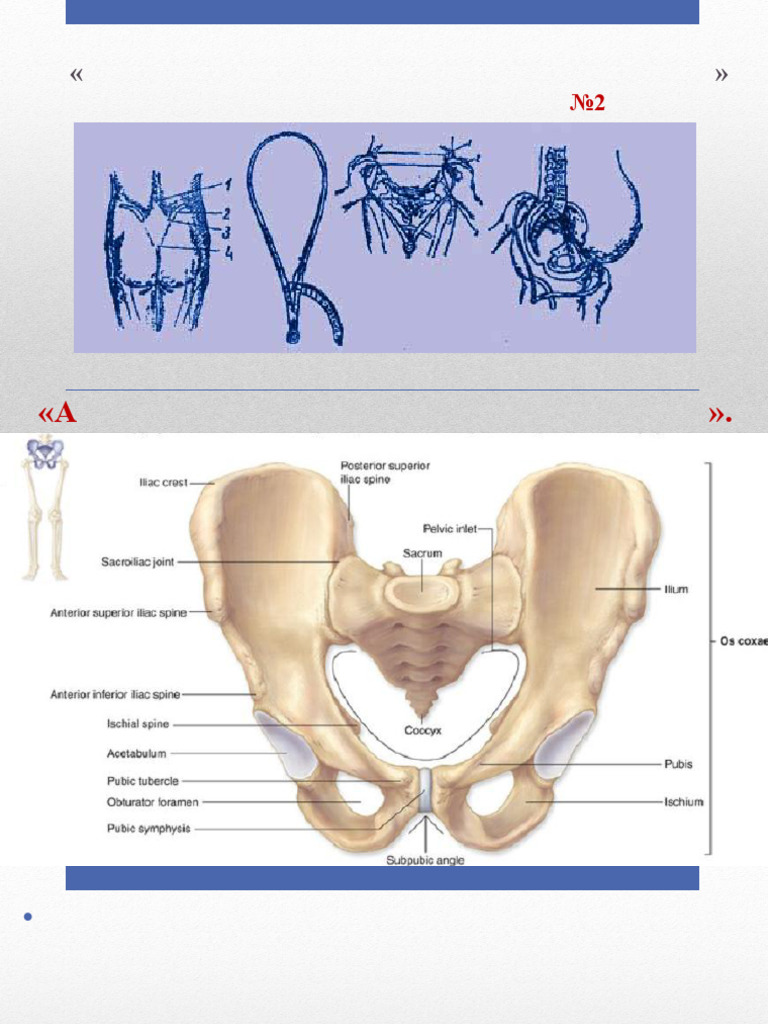 Wa0003. | PDF | Pelvis | Childbirth