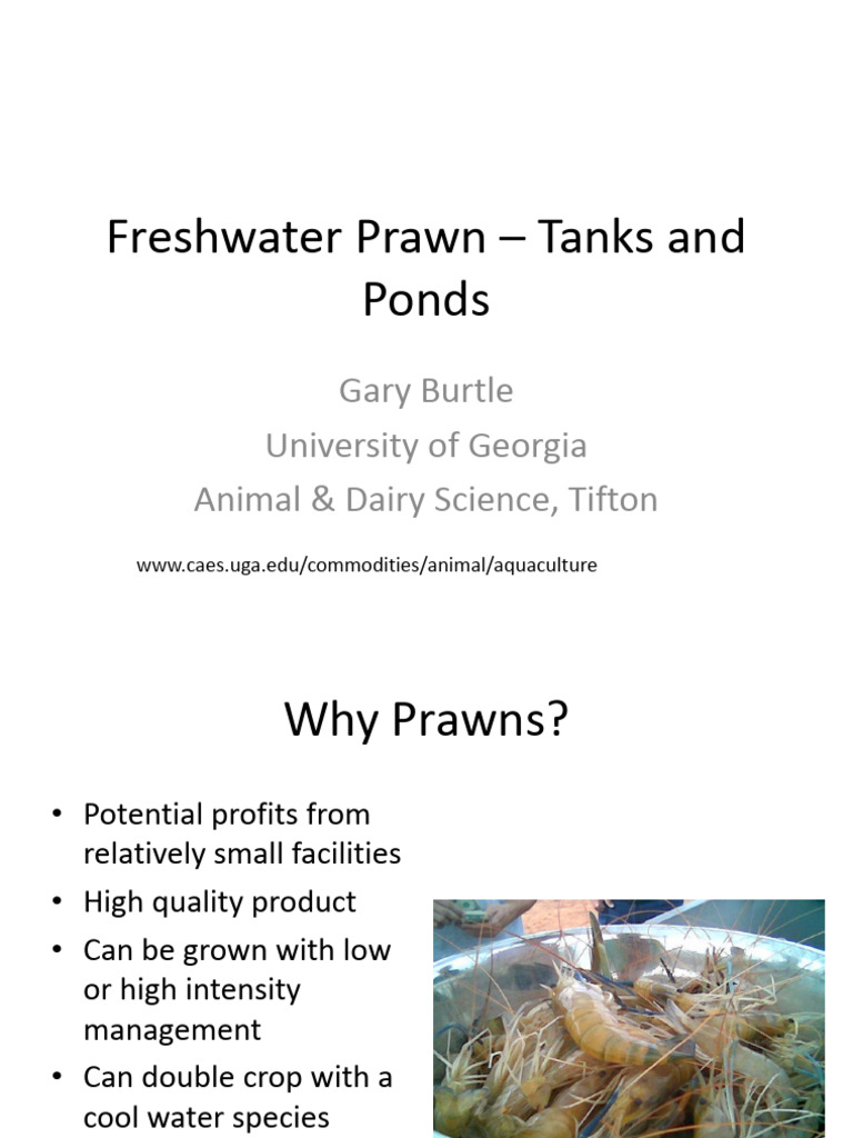 Freshwater Prawn Farming Guide | PDF | Pond | Aquaculture