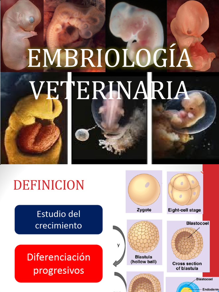Embriología Veterinaria: Fundamentos y Tipos | PDF | Hembra | Embrión