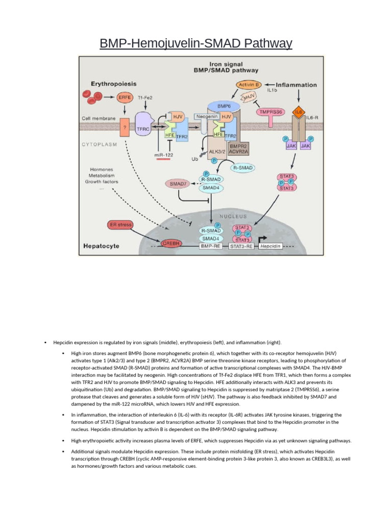 BMP Hemojuvelin SMAD Pathway Inhibitors | PDF | Cell Signaling ...