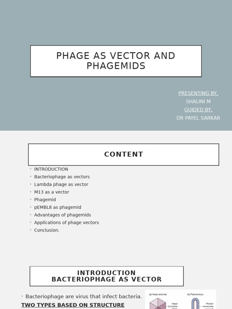 Phage and Phagemid Vectors Overview | PDF | Bacteriophage | Vector ...