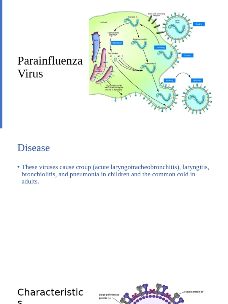 Parainfluenza Viruses | PDF | Science & Mathematics