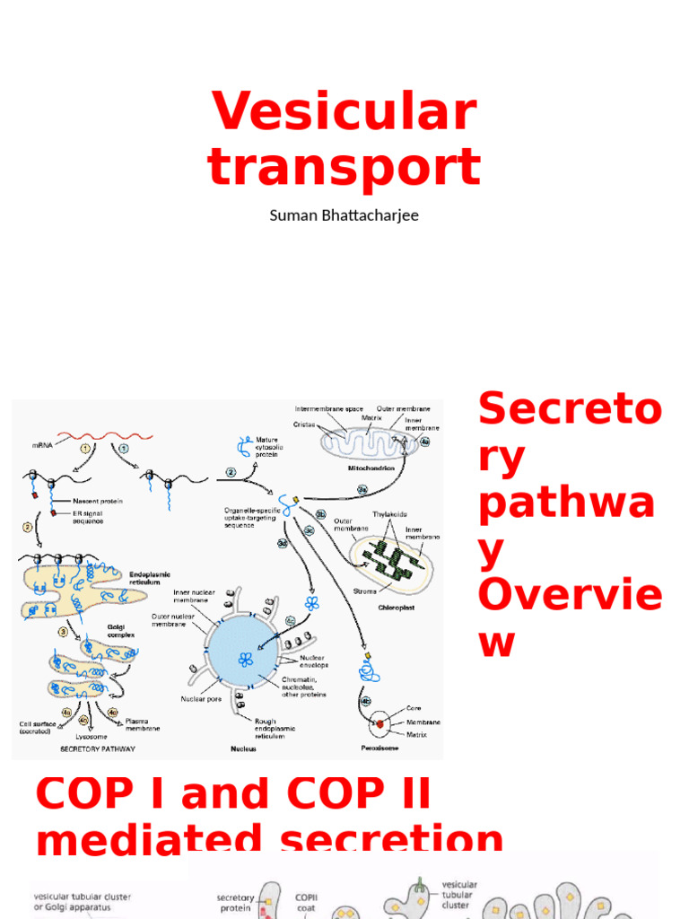 Vesicular Transport and Secretion Overview | PDF