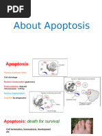 Cell Cycle and Cell Division | PDF | Apoptosis | Cell Cycle