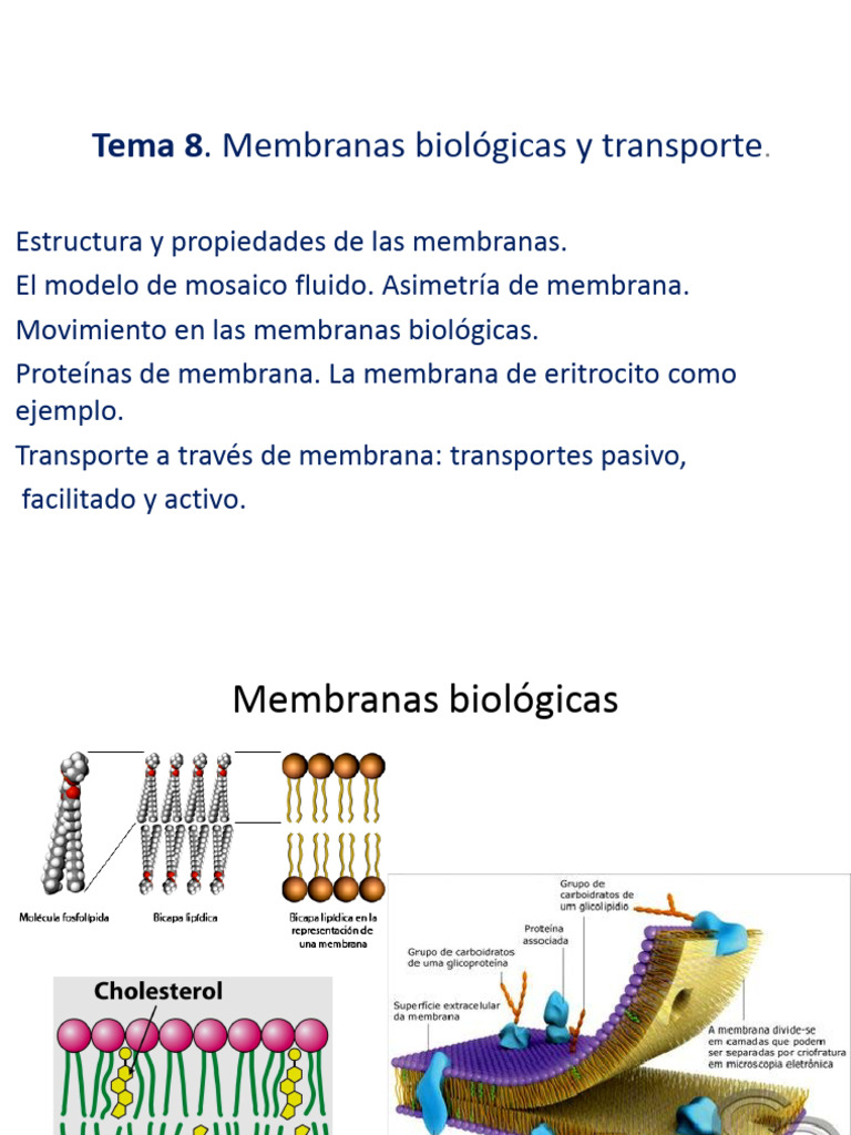 Tema 8 Membranas Biologicas | PDF