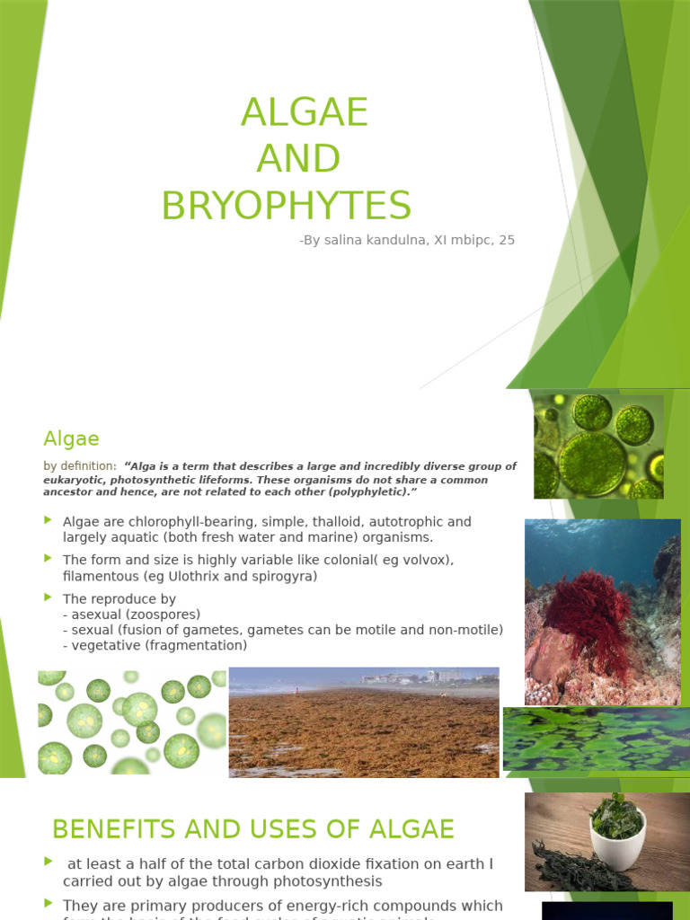 Algae and Bryophytes Overview | PDF | Moss | Algae