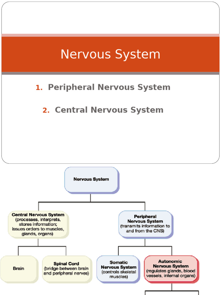 Overview of Human Nervous System | PDF | Brainstem | Nervous System