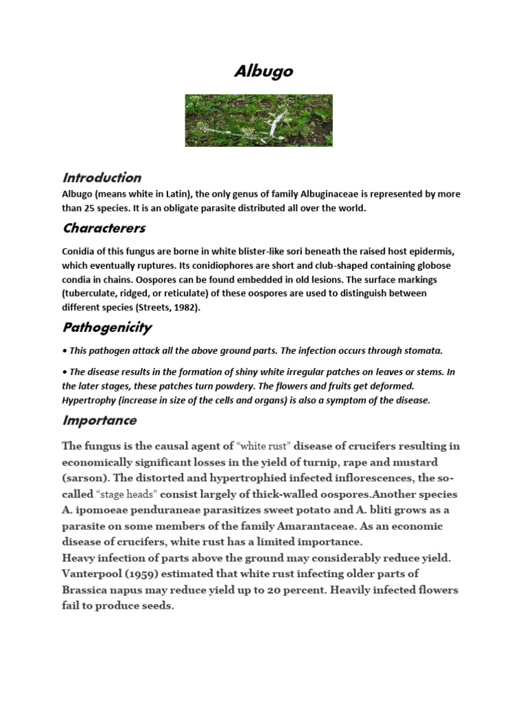 Albugo: White Rust Pathogen Overview | PDF