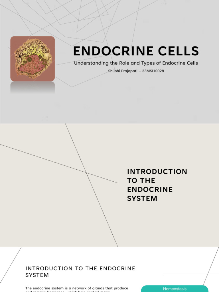 Exocrine Glands 2 | PDF | Endocrine System | Pancreas