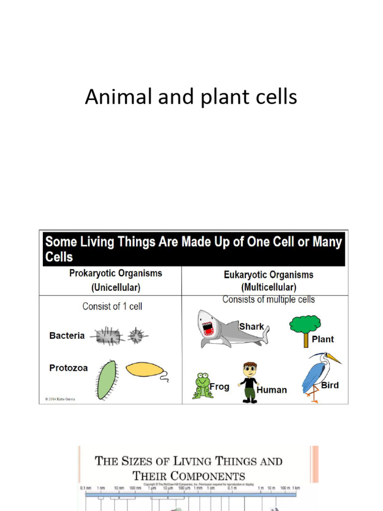 Animal and Plant Cells | PDF | Cell (Biology) | Organelle