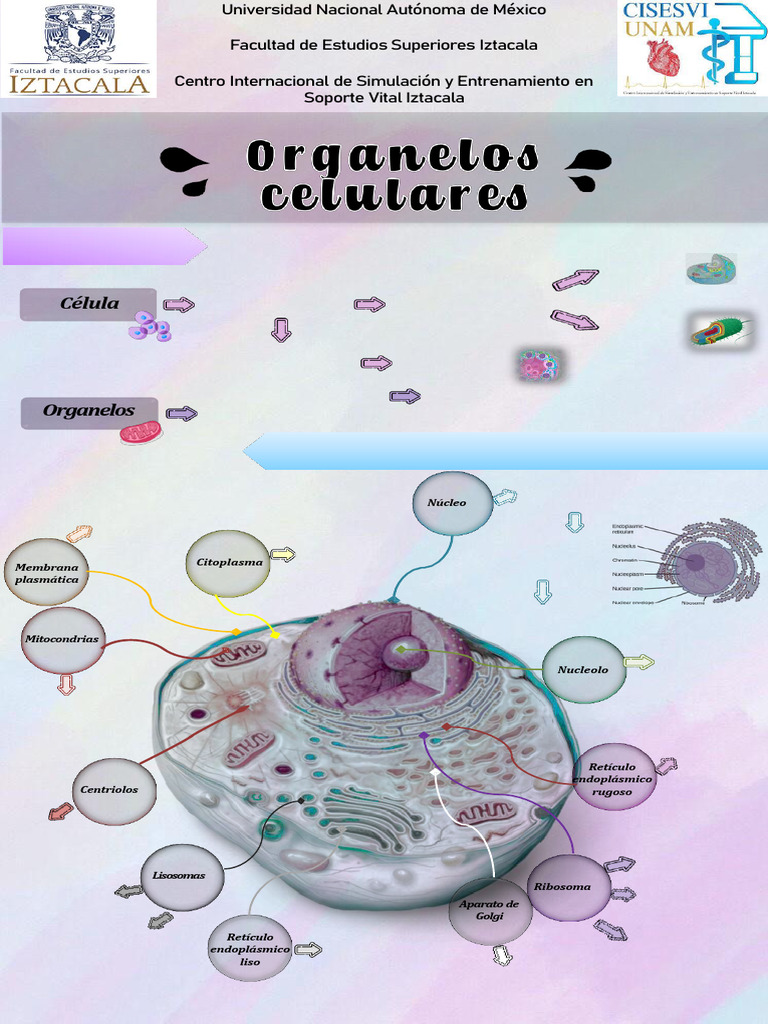 Estructura y Funciones de Organelos Celulares | PDF | Nucleo celular ...