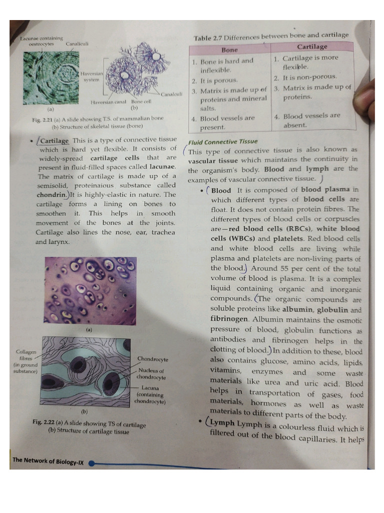 Animal Tissue | PDF