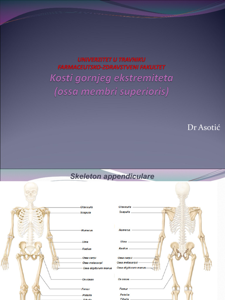 Kosti Gornjih Ekstremiteta | PDF