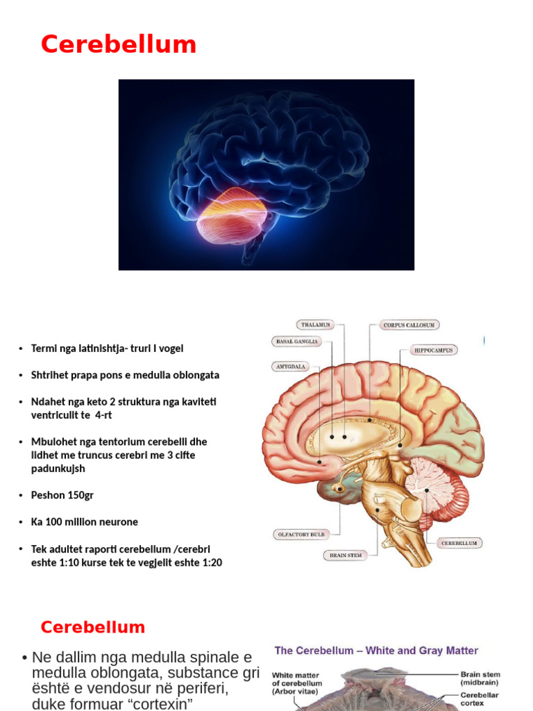 Cerebellum | PDF