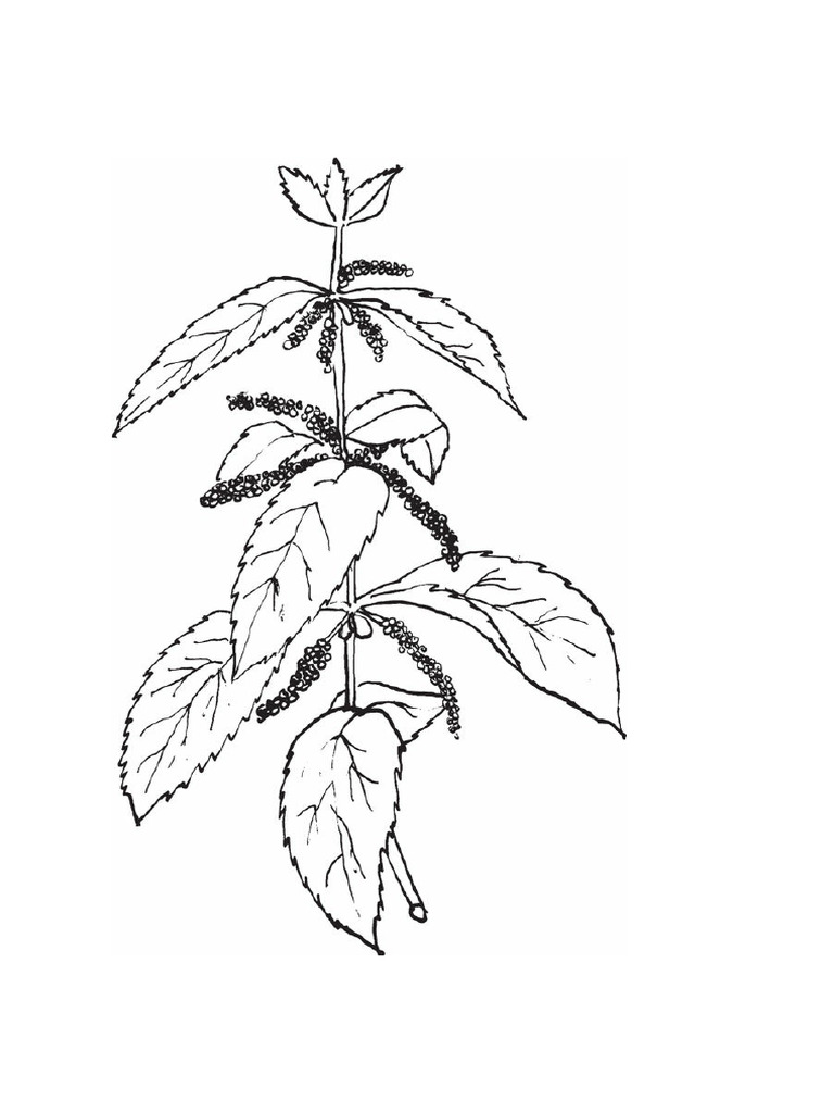 Ortiga - Propiedades y Recetas | PDF | Garlic