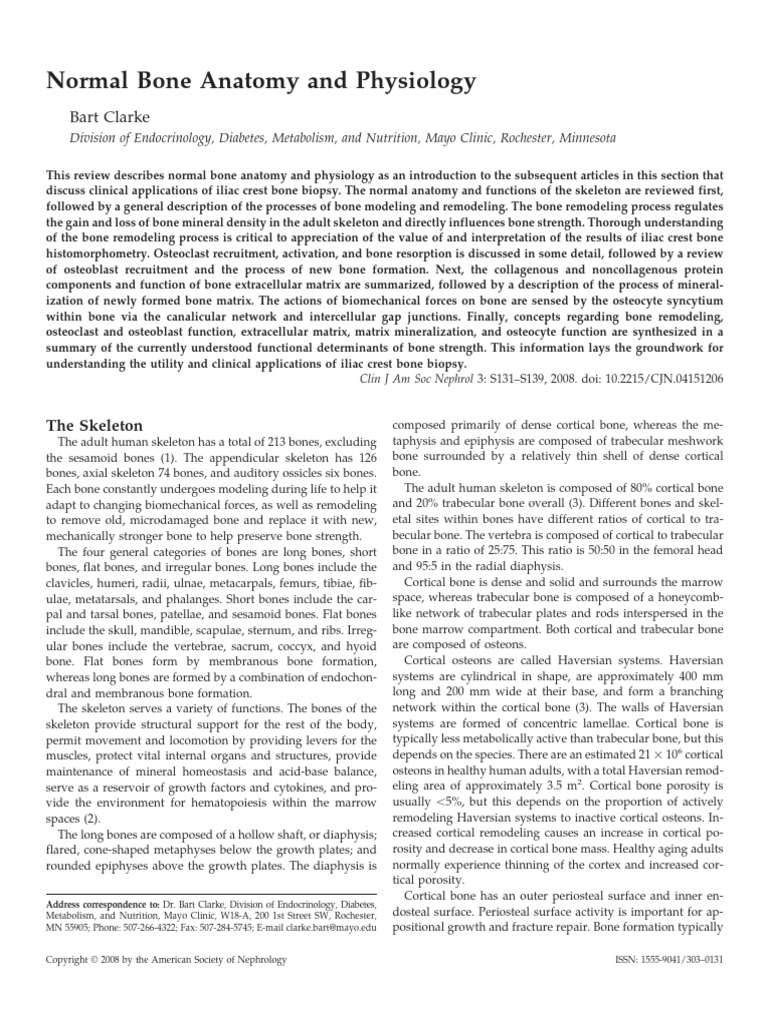 Normal Bone Anatomy and Physiology.2 | PDF | Bone | Osteoblast