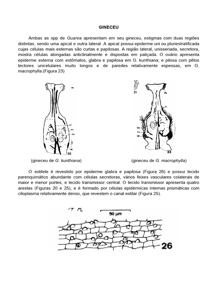 Resumo Morfo - Apresent.-1 | PDF