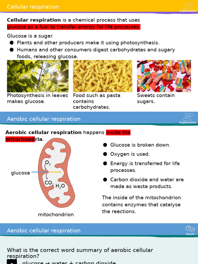 Preview Cellular Respiration | PDF | Science & Mathematics