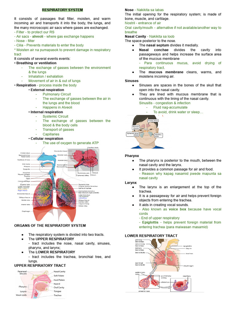 Anatomy and Physiology | PDF | Respiratory Tract | Lung