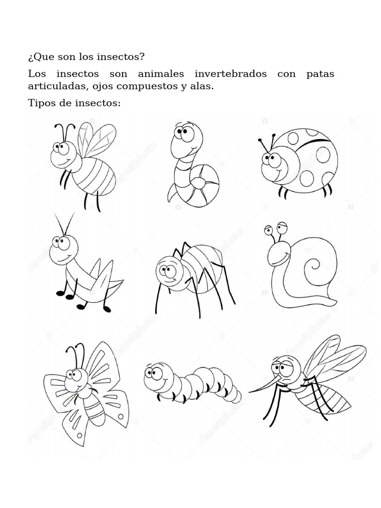 Insectos | PDF