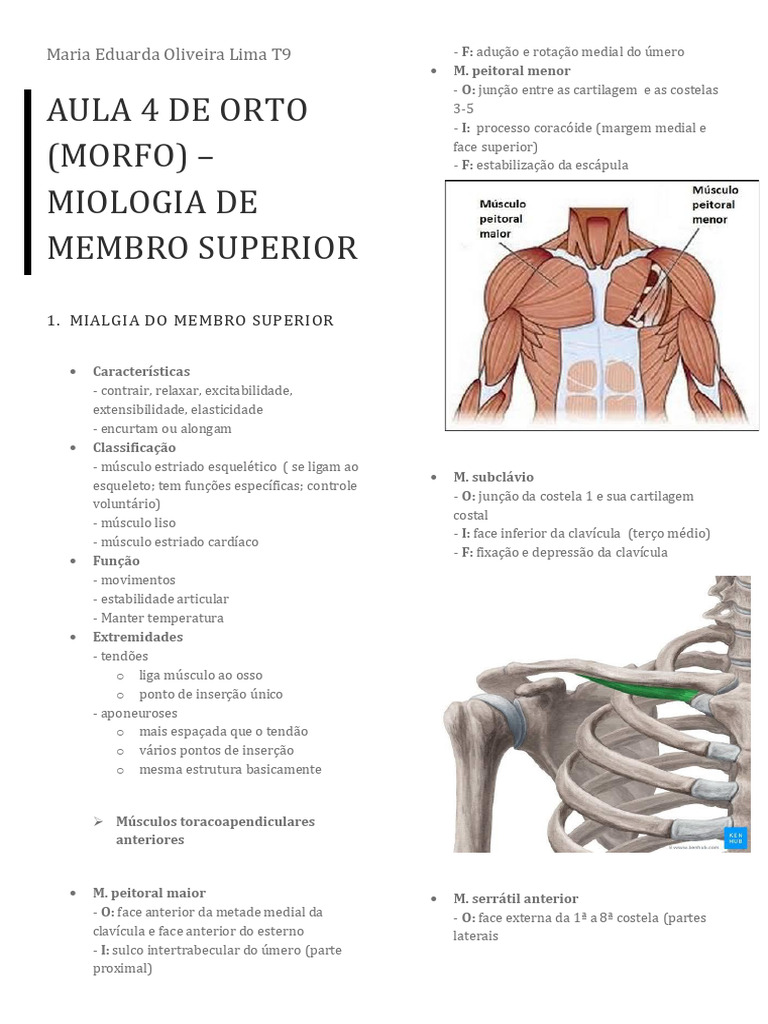 Aula 4 de Orto (Morfo) - Músculos Dos Membros Sup - 240911 - 101202 | PDF | Sistema Locomotor ...