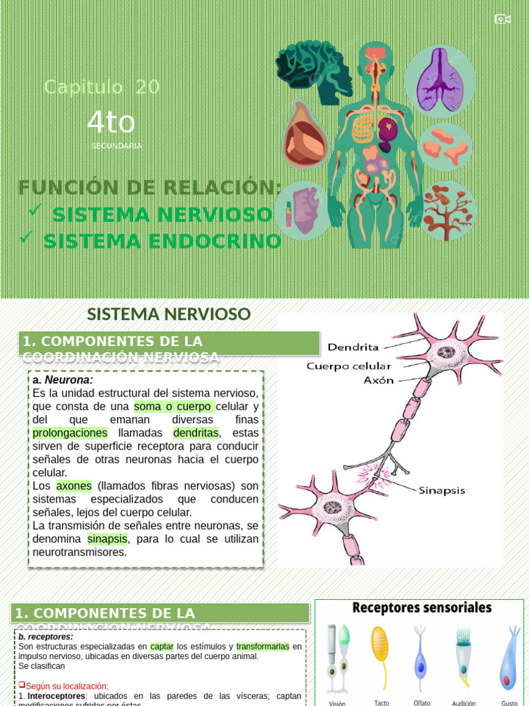Tomovii Bio 4to Cap20 S Nervioso y Endocrino | PDF | Sistema nervioso ...