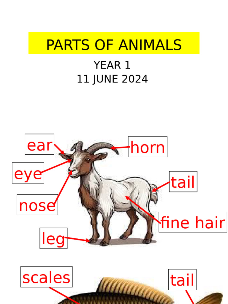 Part of Animals | PDF