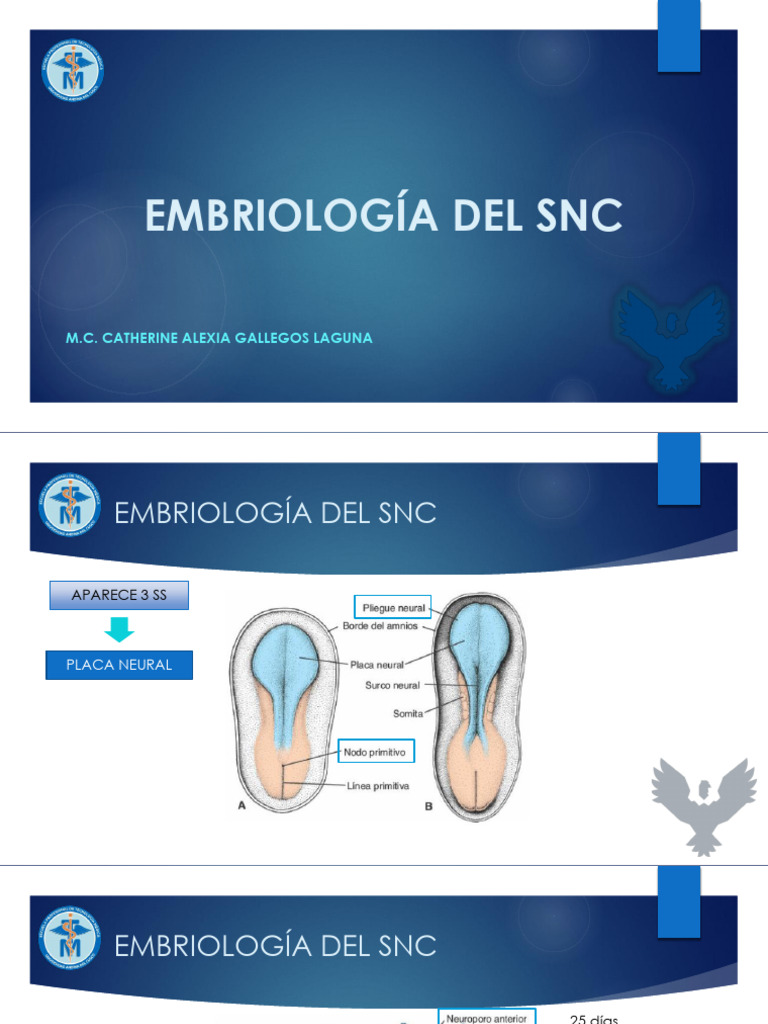 Embriología Del SNC | PDF