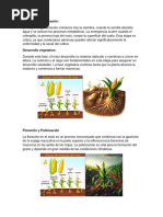 Ciclo de Vida Del Maiz | PDF