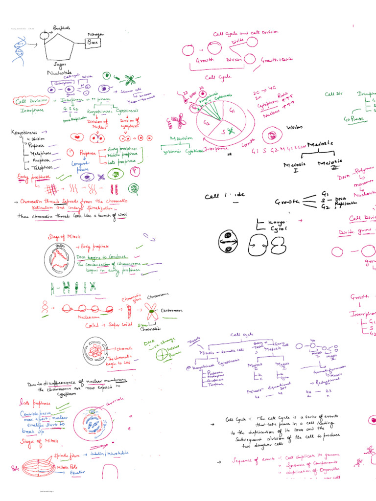 Cell Cycle Icse 10 | PDF | Mitosis | Meiosis
